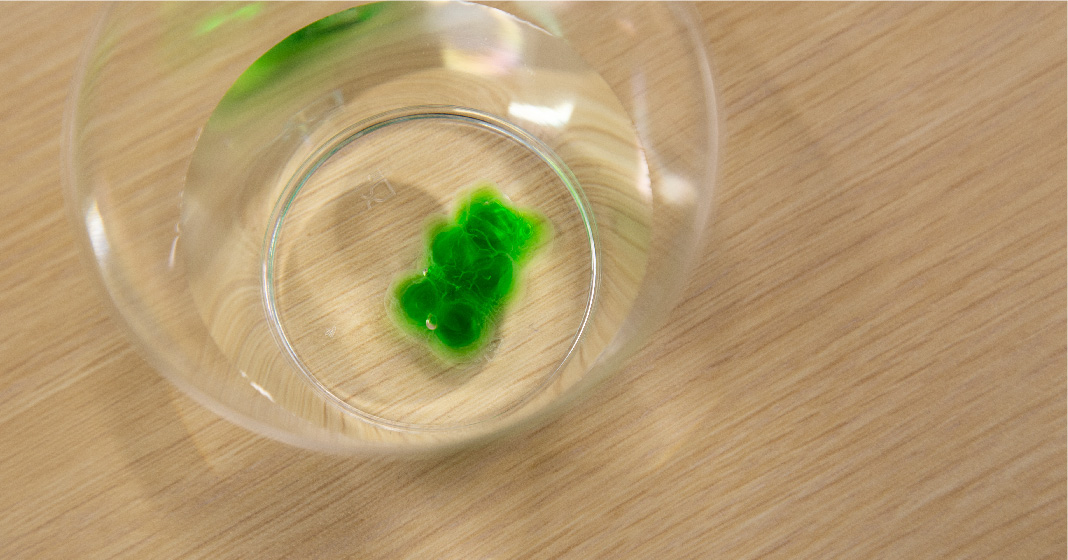 The Gummy Bear Experiment, A Fun, Edible Science Experiment